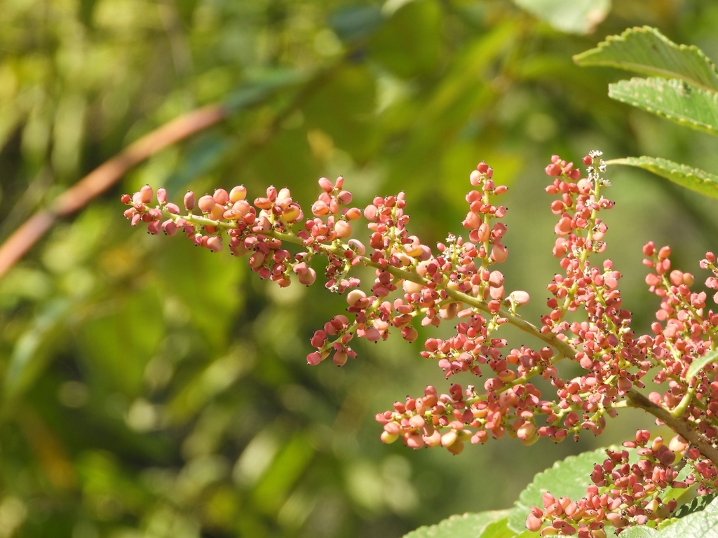 Chinese sumac from Shenzhen, Guangdong, China on October 14, 2023 by ...