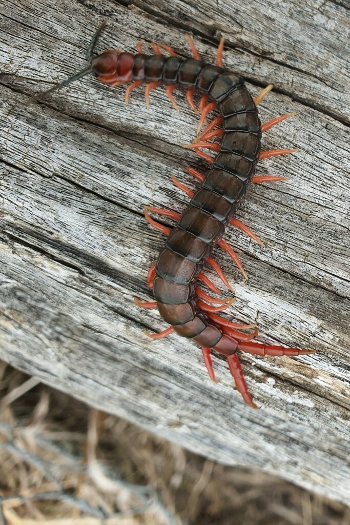 Orange-footed Centipede in October 2023 by Garry French · iNaturalist