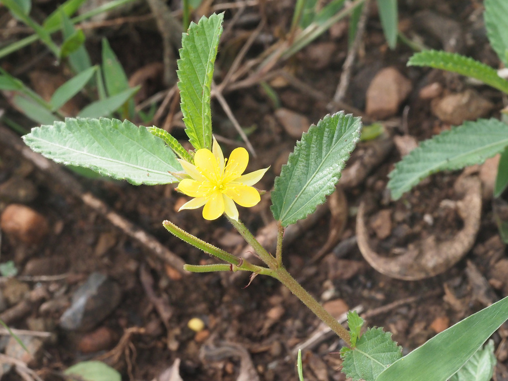 Bushveld Gusha from Kromatriver, Songimvelo Kromdraai, Gert Sibande ...