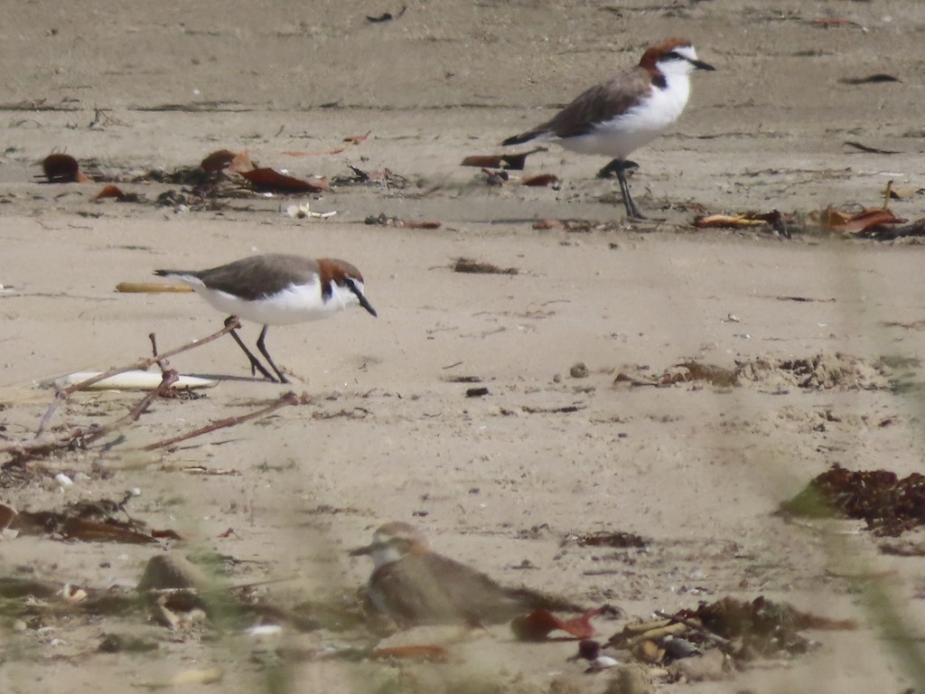 Red-capped Plover from Fraser Coast, QLD, Australia on October 15, 2023 ...