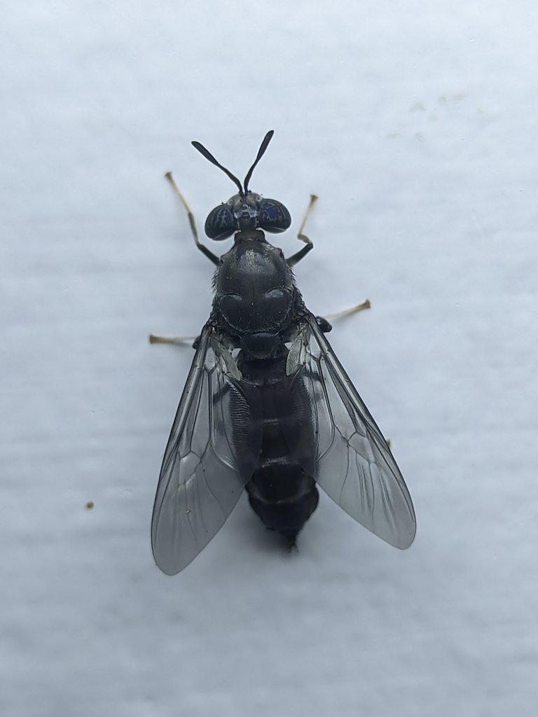 Black Soldier Fly from RF52+2X4, Edakkad, Kerala 670663, India on ...