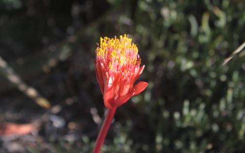 Haemanthus nortieri · NaturaLista Colombia