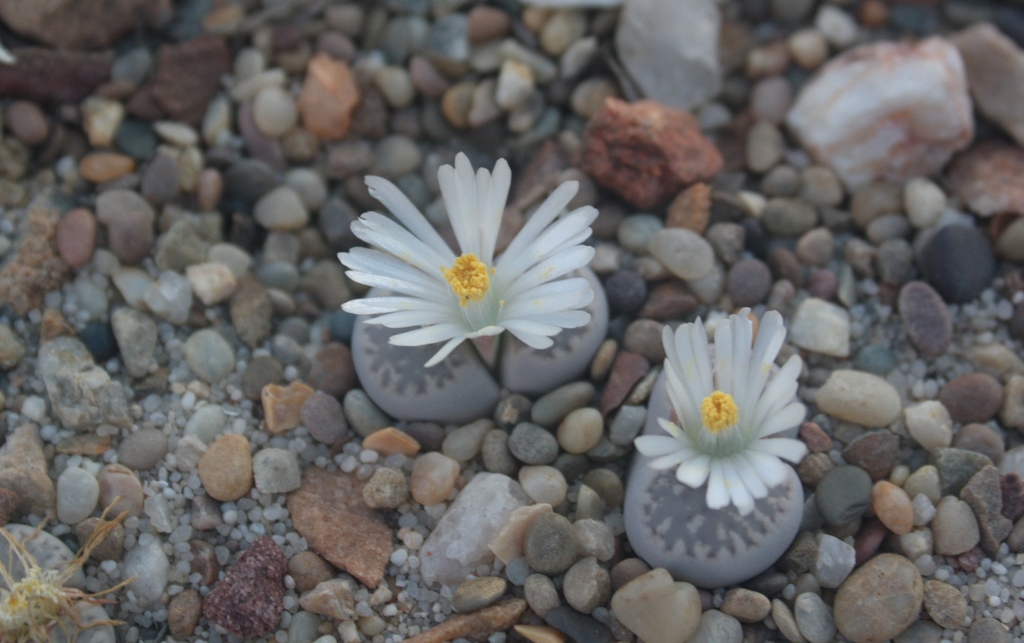 (Lithops amicorum) - Botanical Realm