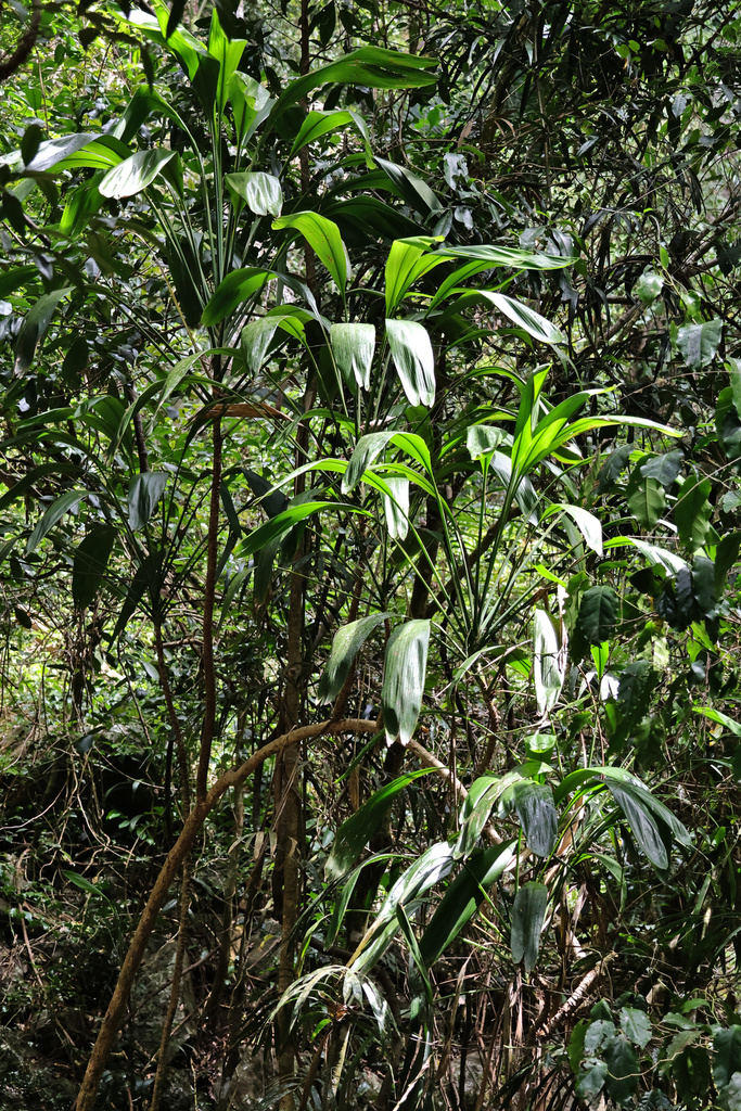 cabbage trees and allies from Binna Burra QLD 4211, Australia on ...