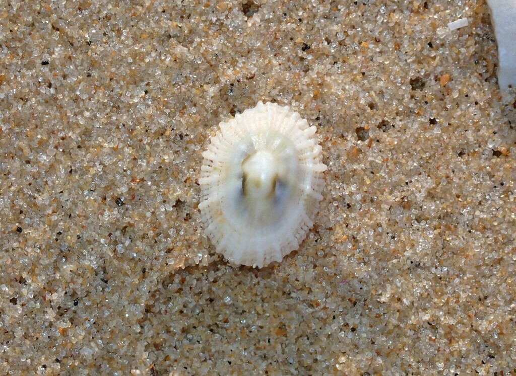 Cap-shaped False Limpet from Patonga NSW 2256, Australia on October 7 ...