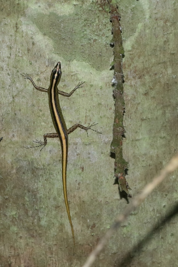 Yellow-striped Slender Tree Skink from Makiling Botanical Gardens ...