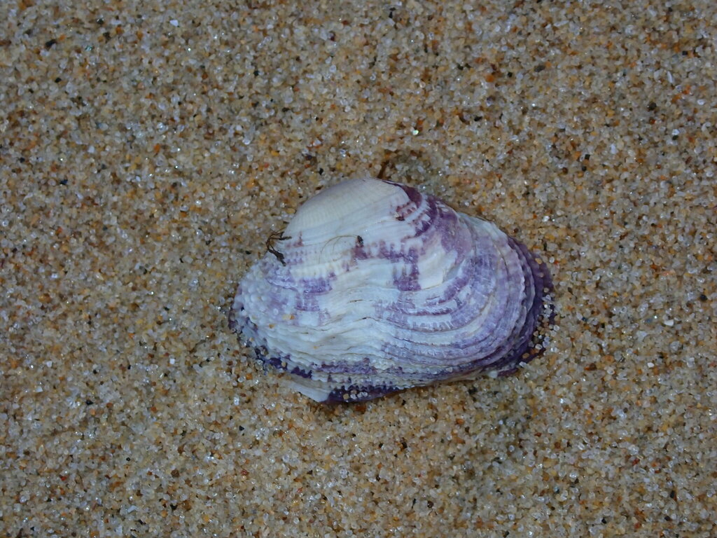 Boring Venus Shell from Patonga NSW 2256, Australia on October 7, 2023 ...