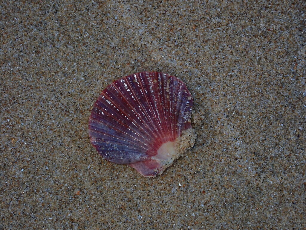 Commercial Scallop from Patonga NSW 2256, Australia on October 7, 2023 ...