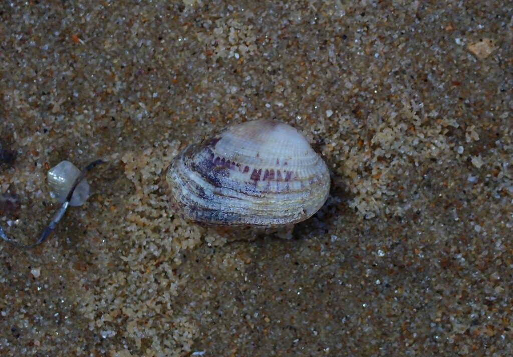 Boring Venus Shell from Patonga NSW 2256, Australia on October 7, 2023 ...