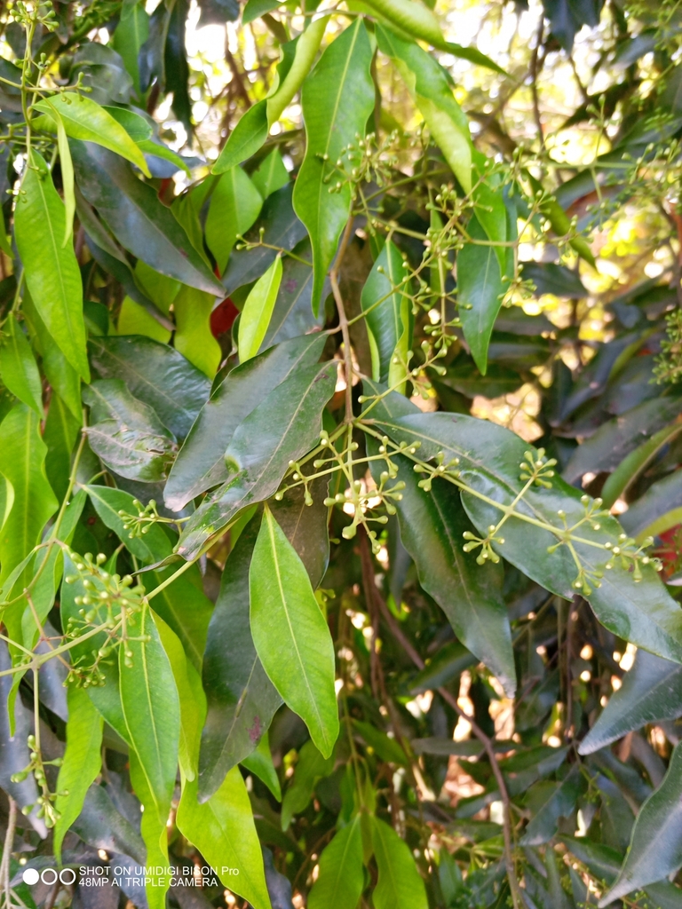 weeping lilli pilli from Bella Creek QLD 4570, Australia on October 15 ...