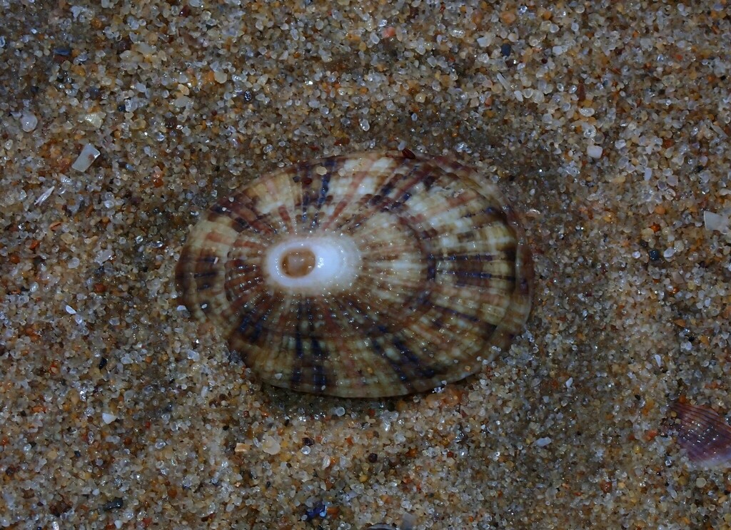 Diodora lineata from Patonga NSW 2256, Australia on October 7, 2023 at ...