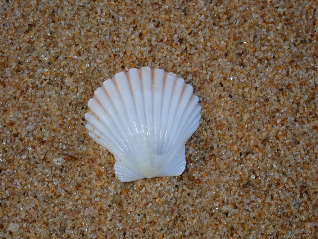 Commercial Scallop from Patonga NSW 2256, Australia on October 7, 2023 ...