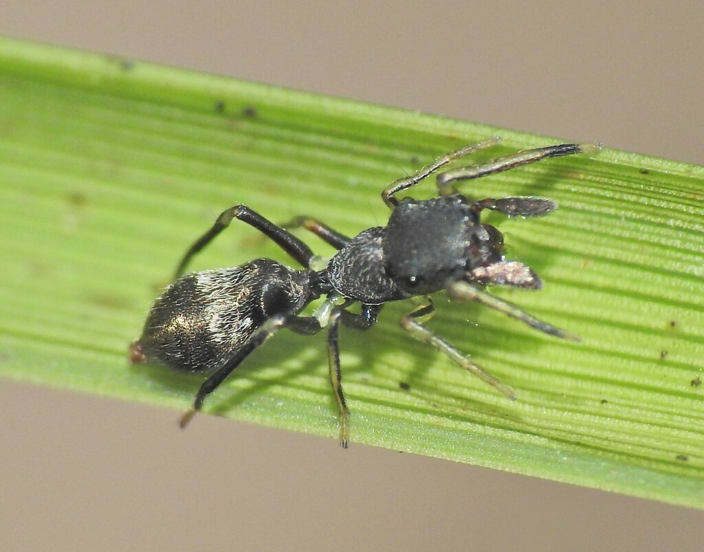 Ant-like Jumping Spiders from Talegalla Weir QLD 4650, Australia on ...