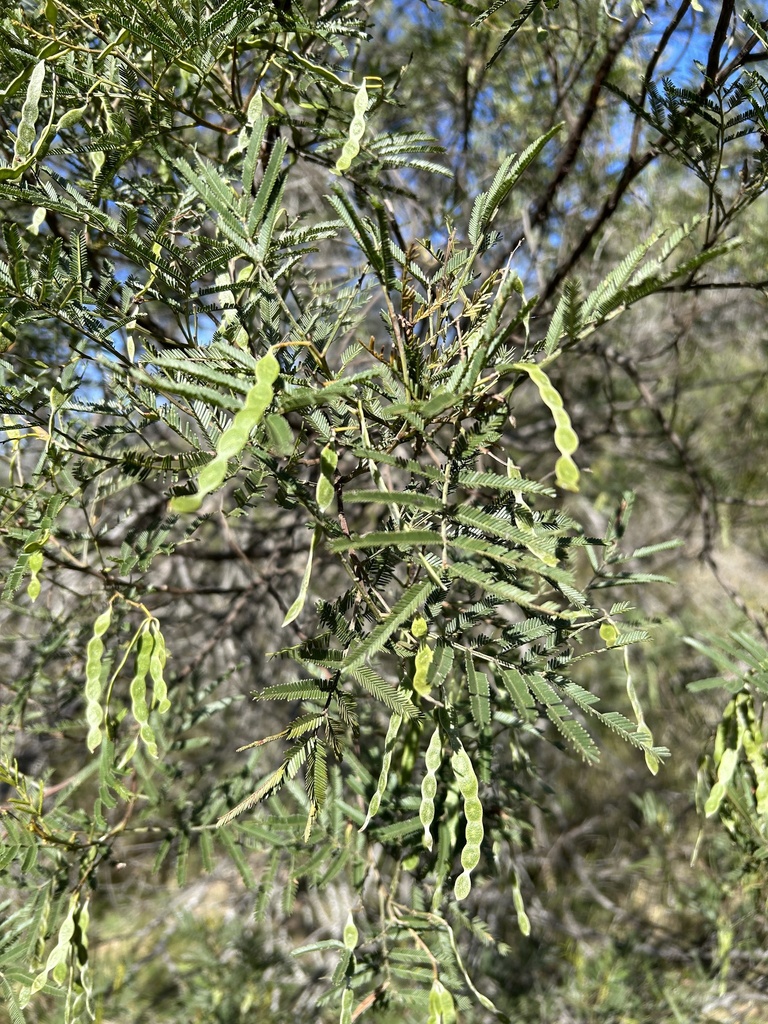green wattle from Wombeyan Caves, NSW, AU on October 8, 2023 at 09:36 ...