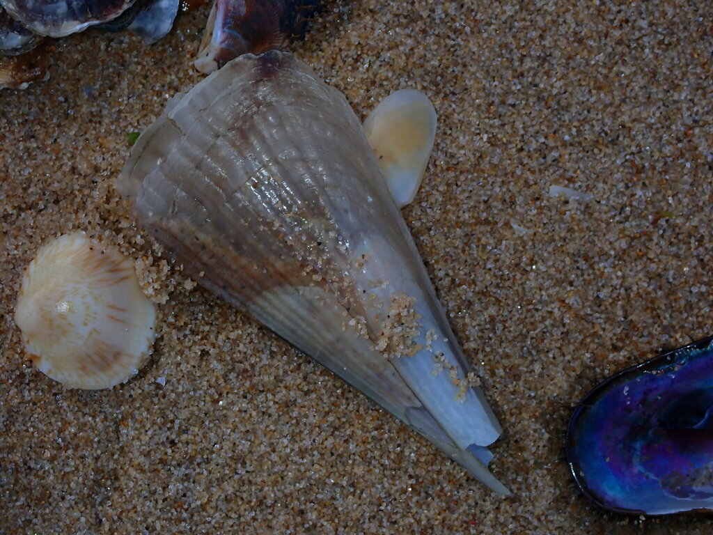Pen Shells from Patonga NSW 2256, Australia on October 7, 2023 at 08:11 ...
