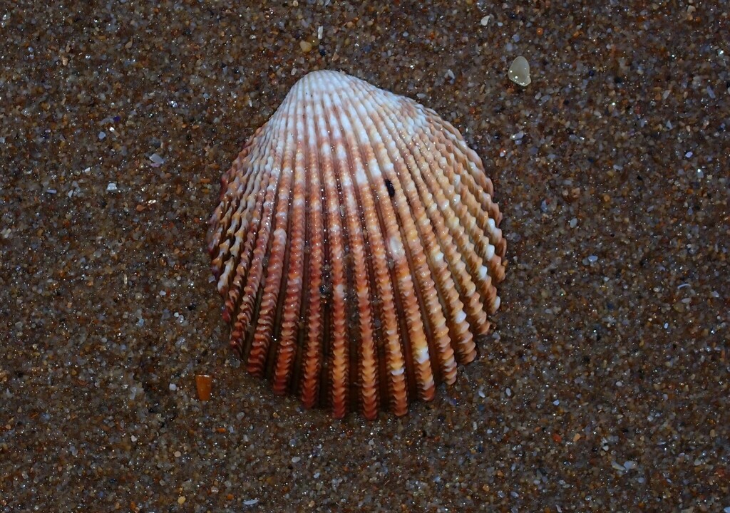 Reeve's cockle from Patonga NSW 2256, Australia on October 7, 2023 at ...