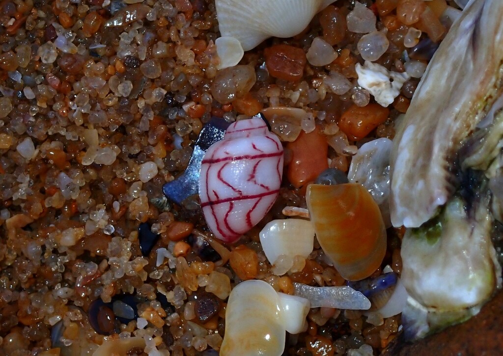 Red-lined Bubble Snail from Patonga NSW 2256, Australia on October 7 ...