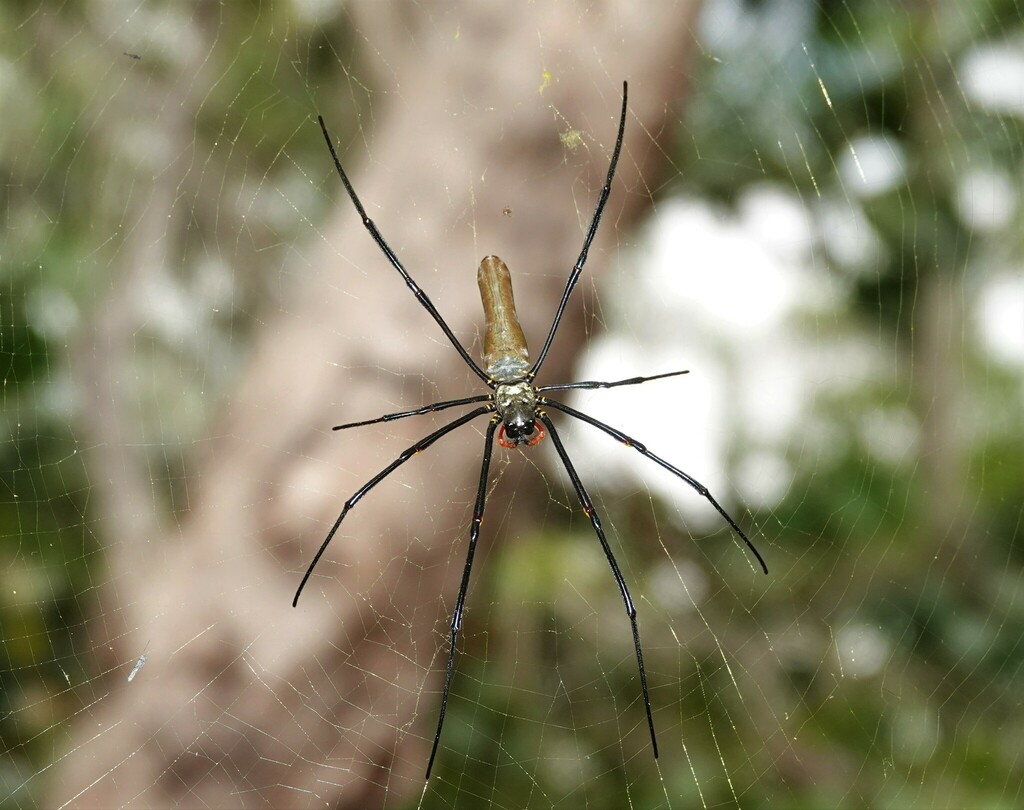 Giant Golden Orbweaver from Middle Point NT 0822, Australia on ...