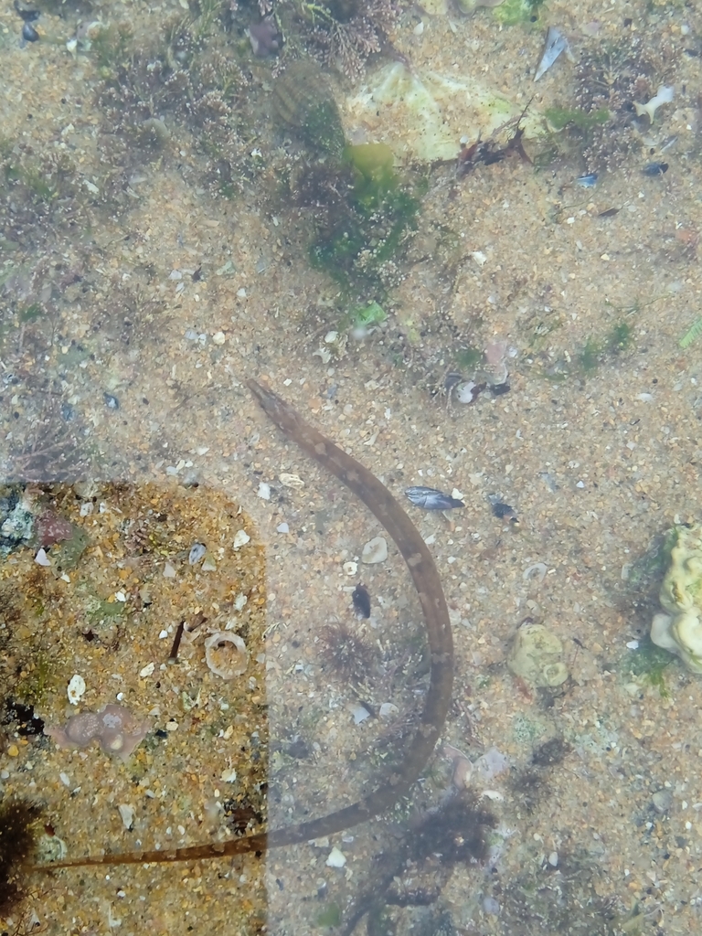 Worm Pipefish from Portugal on October 15, 2023 at 09:27 AM by mimal ...