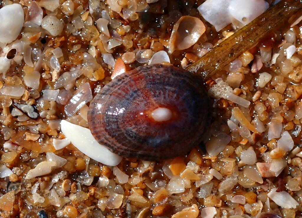 Corded Siphonaria from Patonga NSW 2256, Australia on October 7, 2023 ...