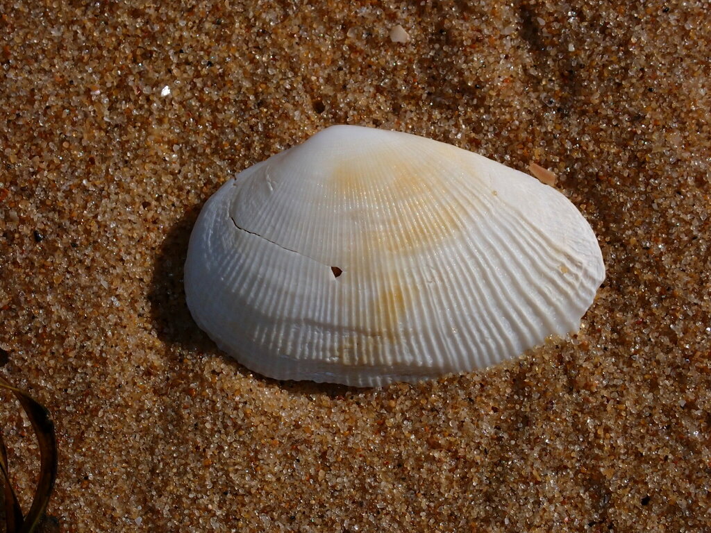 Radiately-Ridged Trough Shell from Patonga NSW 2256, Australia on ...