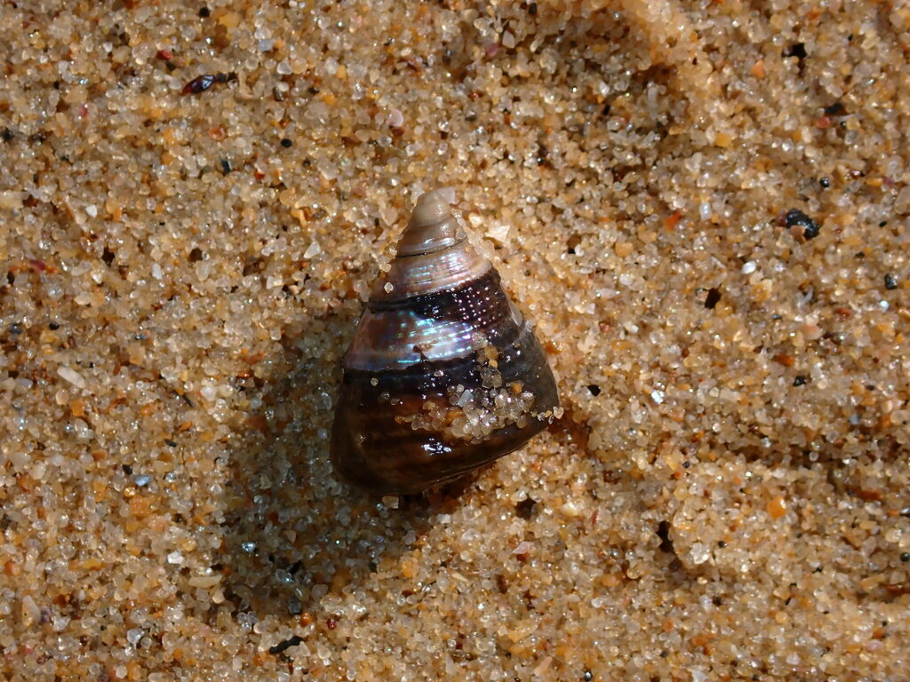 Spotted strawberry top shell from Patonga NSW 2256, Australia on ...