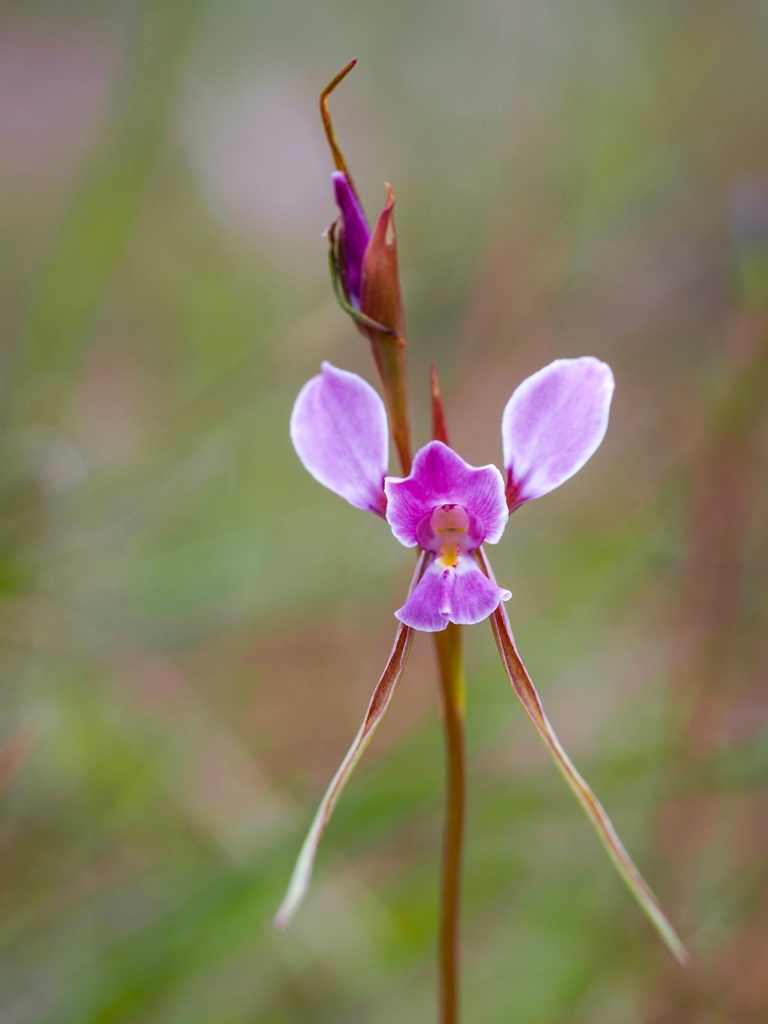 purple donkey orchid from Langwarrin VIC 3910, Australia on October 15 ...