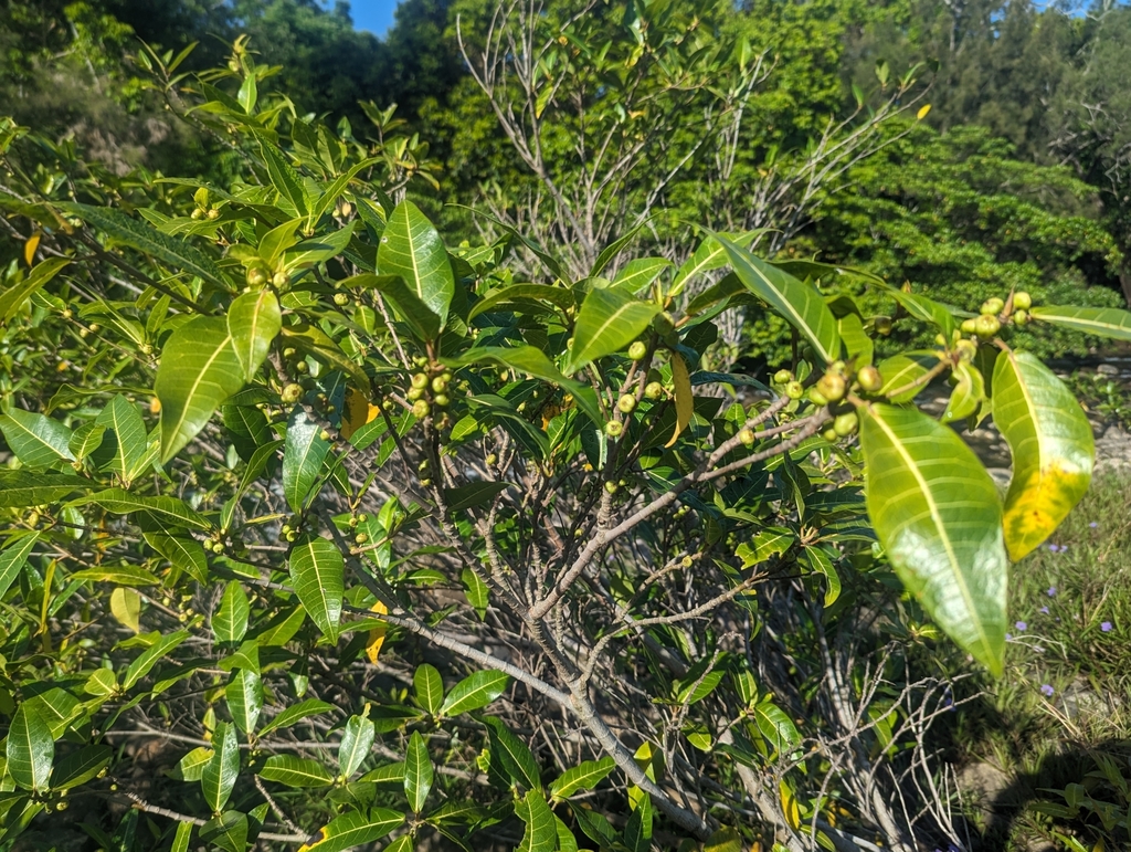 hauli tree from Impey St at Lake Placid Road, Caravonica QLD 4878 ...