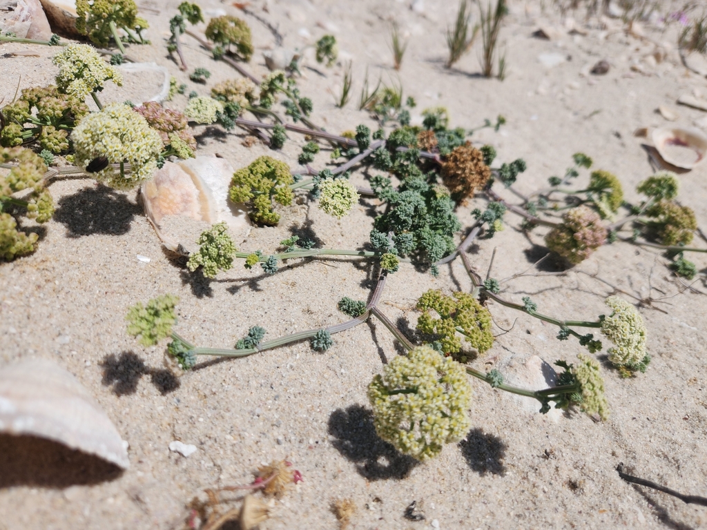 Dune Celery from West Coast, ZA-WC, ZA on October 15, 2023 at 10:54 AM ...