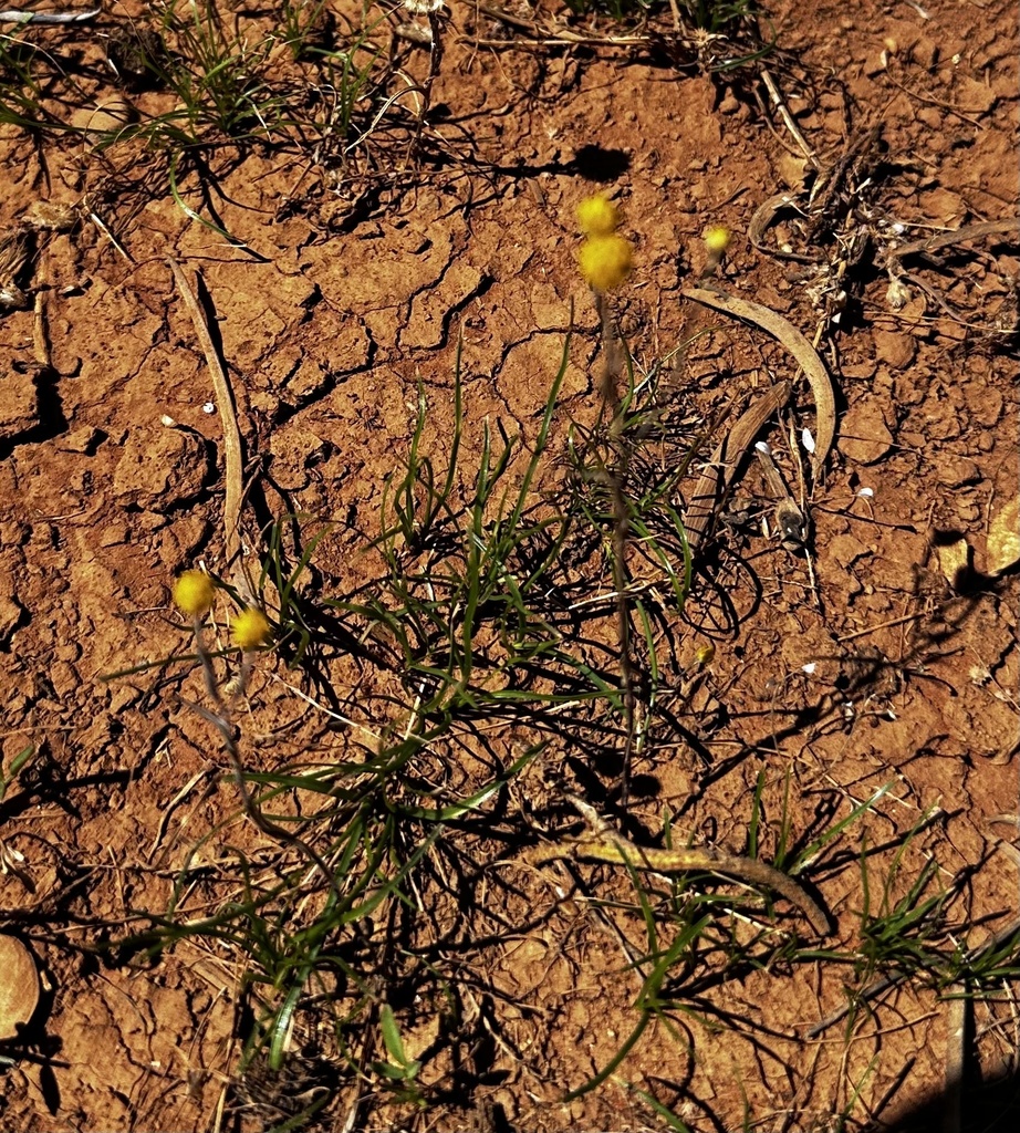 flowering plants from Bulloo Developmental Rd, Norley, QLD, AU on ...