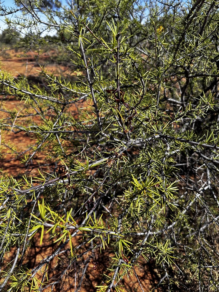 Dead Finish from Bulloo Developmental Rd, Norley, QLD, AU on October 15 ...