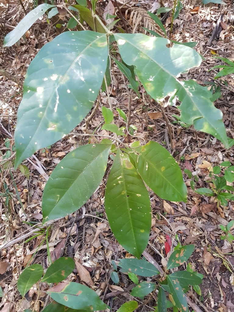 pink-flowered doughwood from Glenview QLD 4553, Australia on October 14 ...