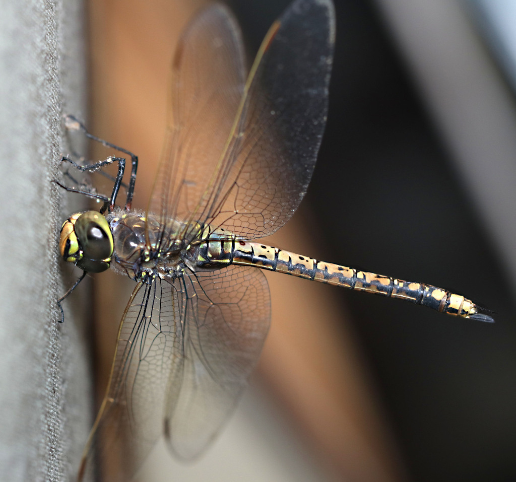 Australian Emperor in September 2023 by juliegraham173 · iNaturalist