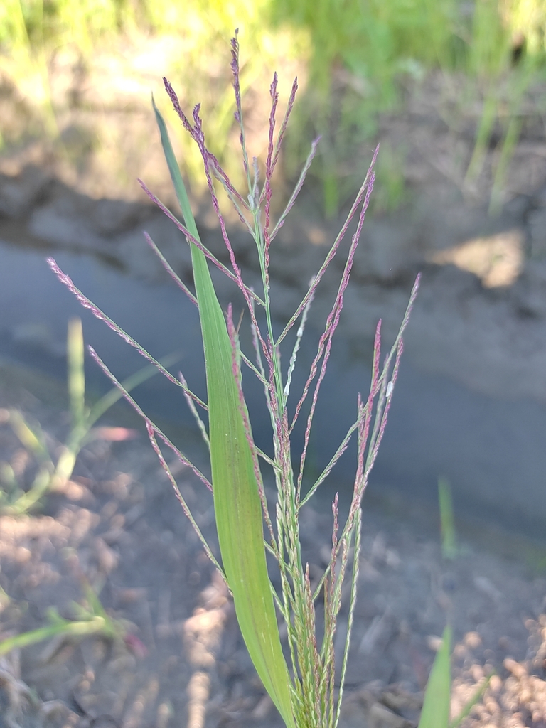 Chinese Sprangletop from 263台灣宜蘭縣壯圍鄉 on August 28, 2023 at 06:52 AM by ...