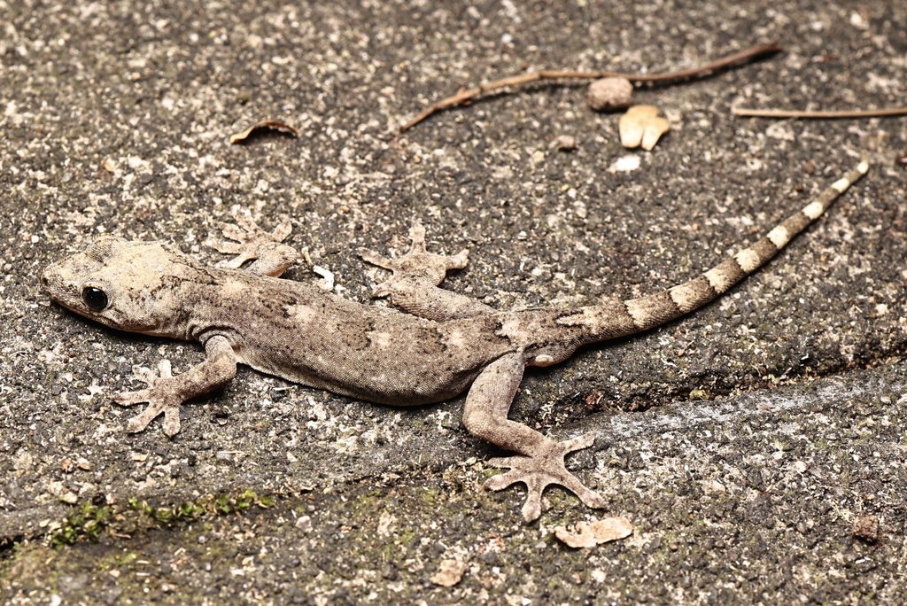 Webbed-toed Gecko from 中坡山森林公园, 宁波市, 浙江省, CN on October 15, 2023 at 04: ...
