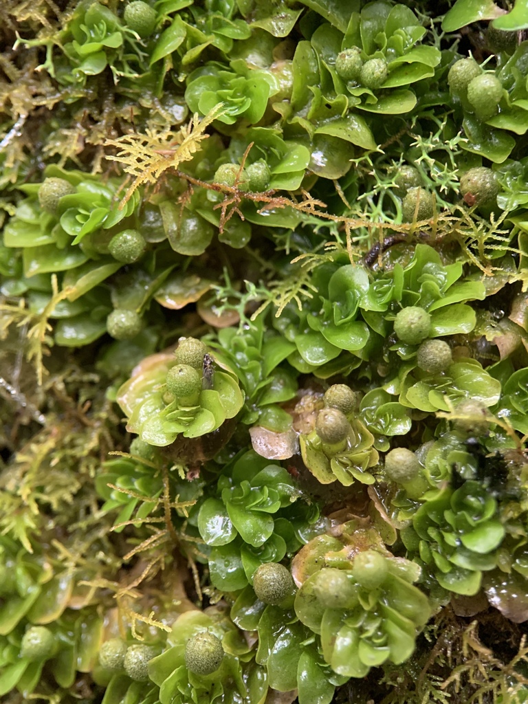 Treubia tasmanica from Tasmania, Wellington Park, TAS, AU on October 13 ...