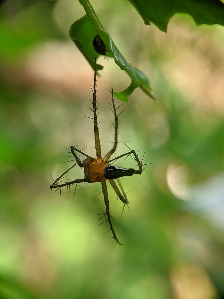 Grass lynx spiders from RF52+2X4, Edakkad, Kerala 670663, India on ...