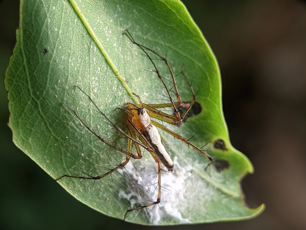 White Lynx Spider from RF52+2X4, Edakkad, Kerala 670663, India on ...