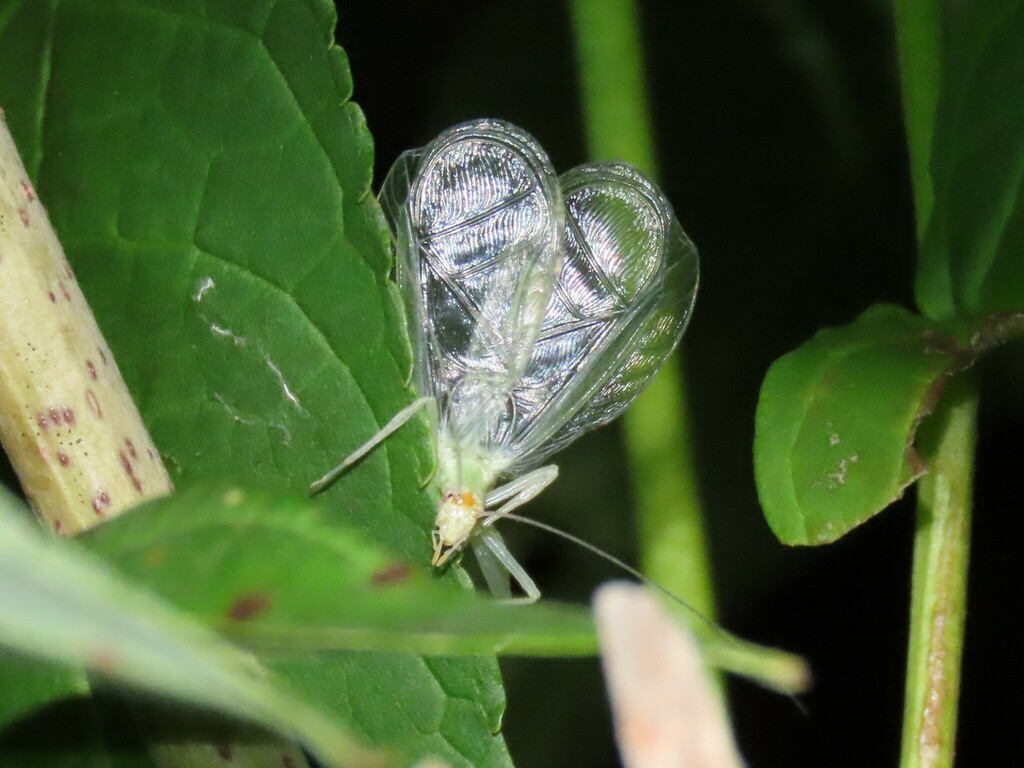 Snowy Tree Cricket from Marine on St Croix, MN 55047, USA on August 26 ...
