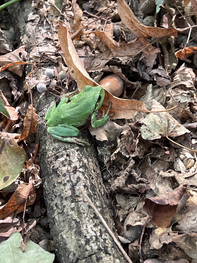 Po's Tree Frog in October 2023 by mowillus · iNaturalist