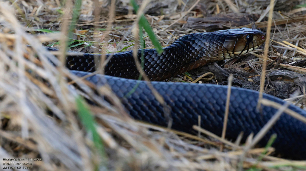 Texas Indigo Snake in November 2022 by John Rosford · iNaturalist