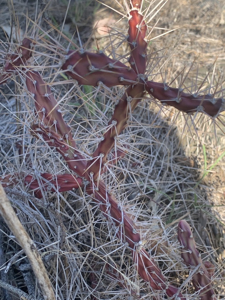 Tiger Pear from The Circle Rd, Yarragal, NSW, AU on October 15, 2023 at ...