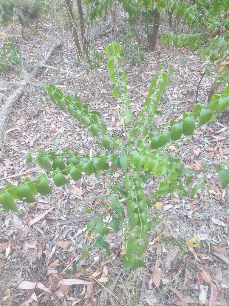 plants from Maudsland QLD 4210, Australia on October 15, 2023 at 04:24 ...