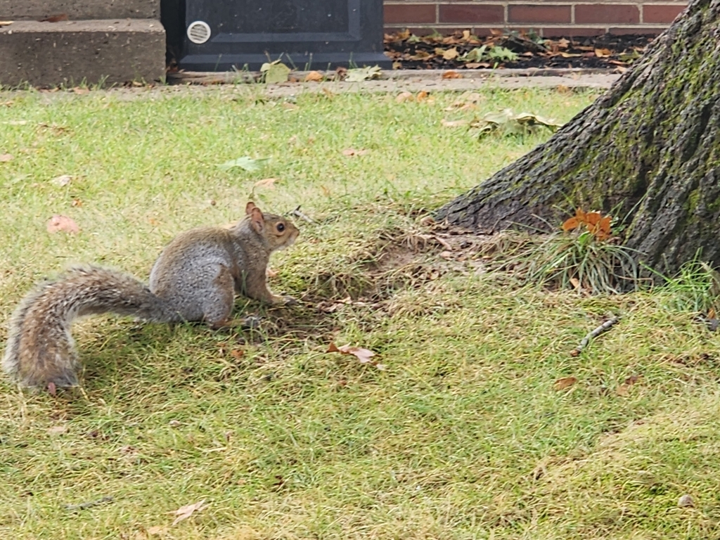 Northern Gray Squirrel from Lafayette, IN, USA on October 14, 2023 at ...