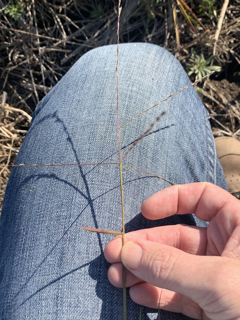 Finger Panic Grass from Warwick Allora Rd, Allora, QLD, AU on September ...