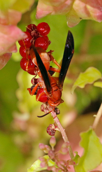 Fine-backed Red Paper Wasp from New Braunfels, TX, USA on October 8 ...