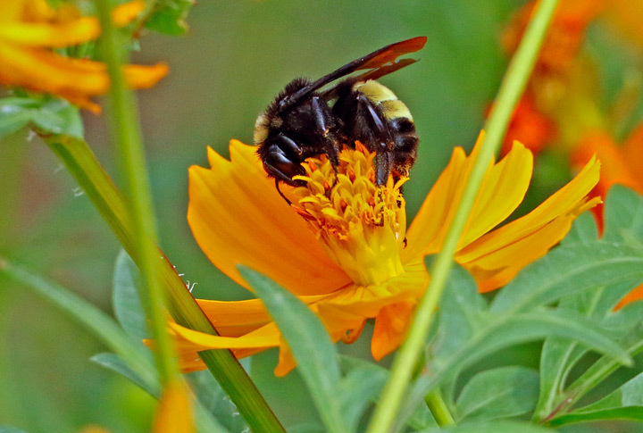 American Bumble Bee from Hays County, TX, USA on October 7, 2023 at 12: ...