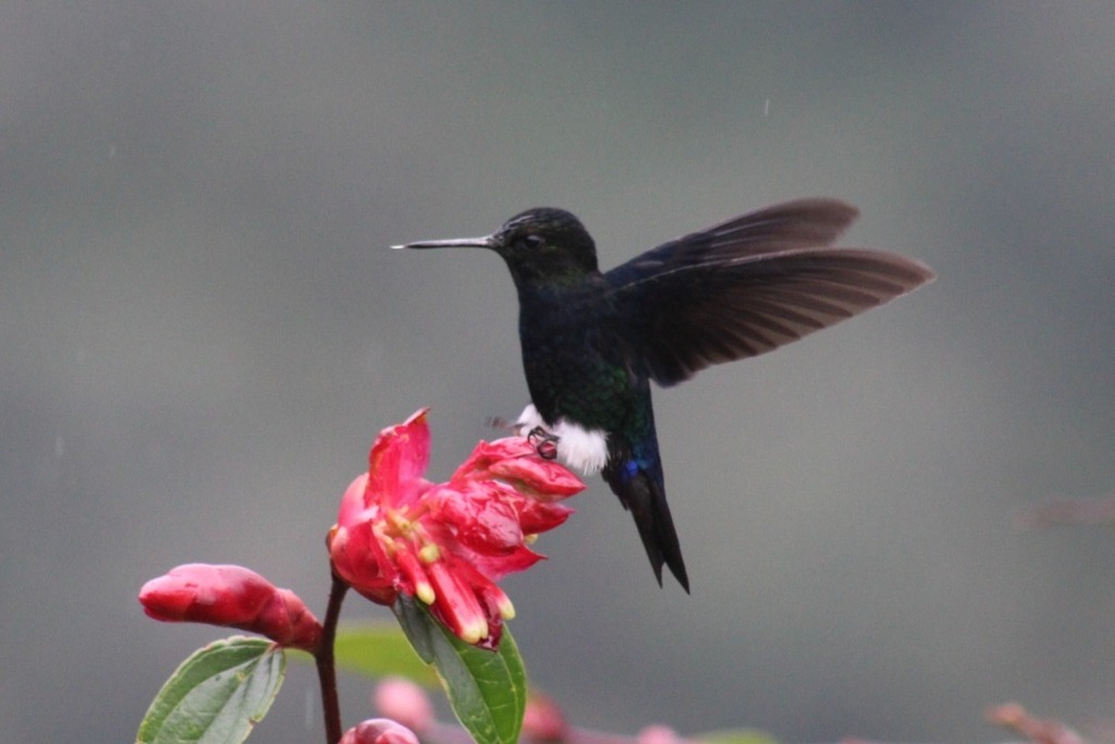 Black-breasted Puffleg in October 2023 by David Weaver · iNaturalist