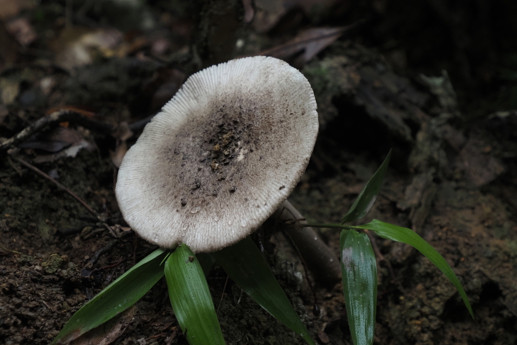 Micropsalliota from 中國廣東省深圳市龍崗區 on June 24, 2023 at 07:58 AM by emanon ...