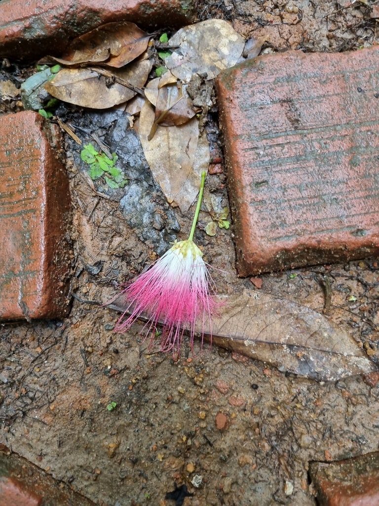 Monkey pod tree from JCGH+XC4, Nanthikannanthara, Kumarakom, Kerala ...